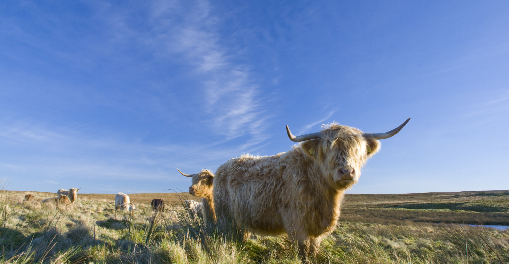 NBN Atlas - National Biodiversity Network