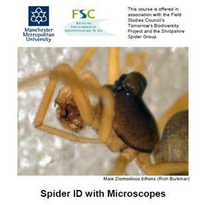 Spider Identification with Microscopes - National Biodiversity Network