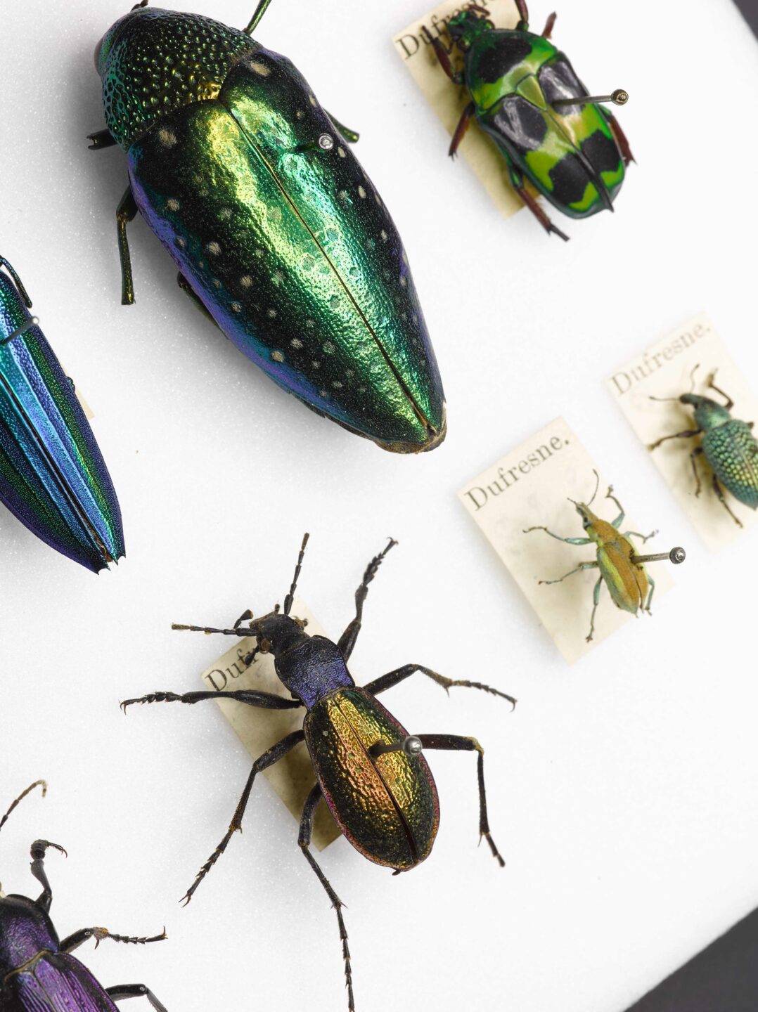 Old specimens, new life - National Biodiversity Network