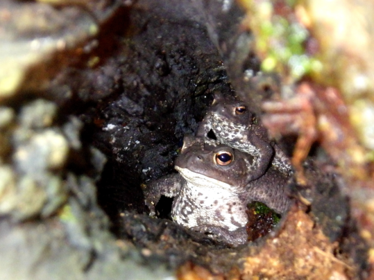The secret lives of toads in trees - National Biodiversity Network