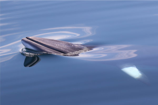 Minke whale - a rare sighting in Cardigan Bay - National Biodiversity ...