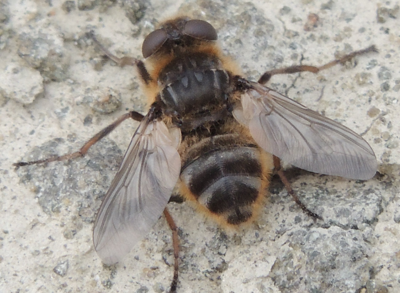 Recorders, deer-stalkers and apiarists - National Biodiversity Network