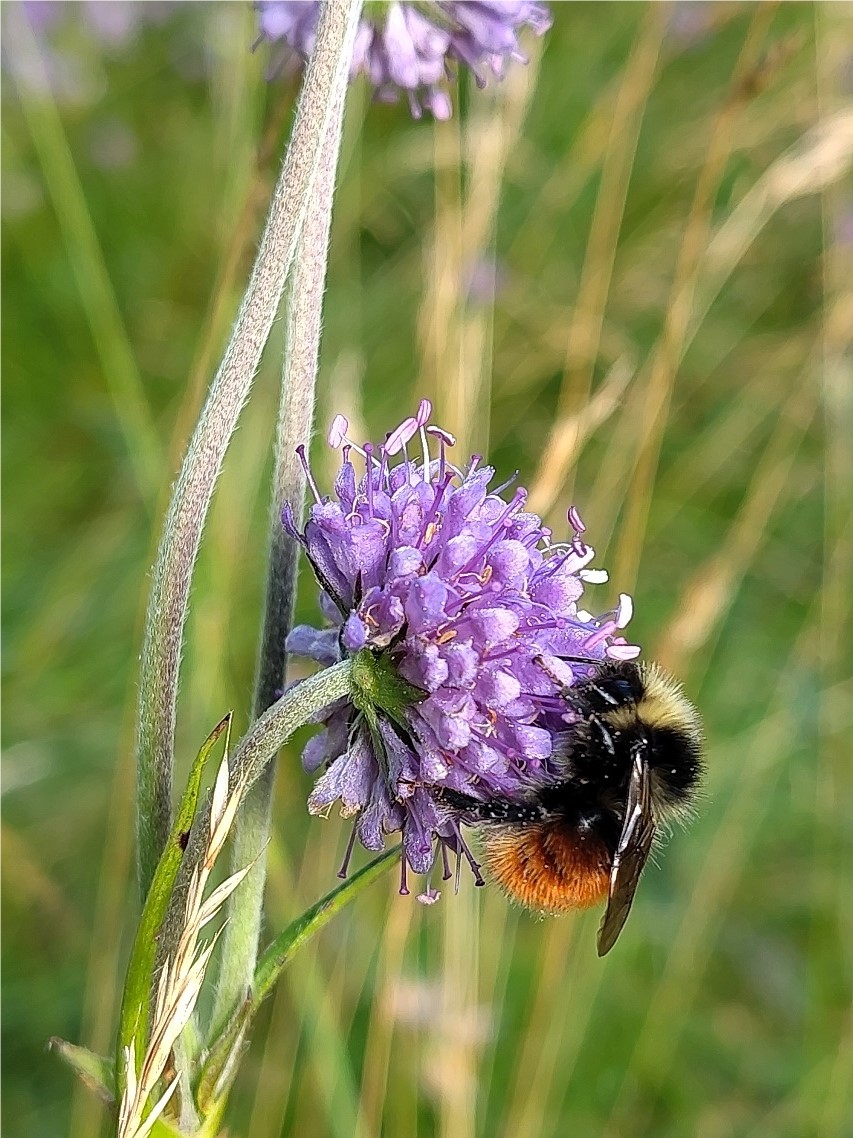 Skills for Bees: Scotland - National Biodiversity Network