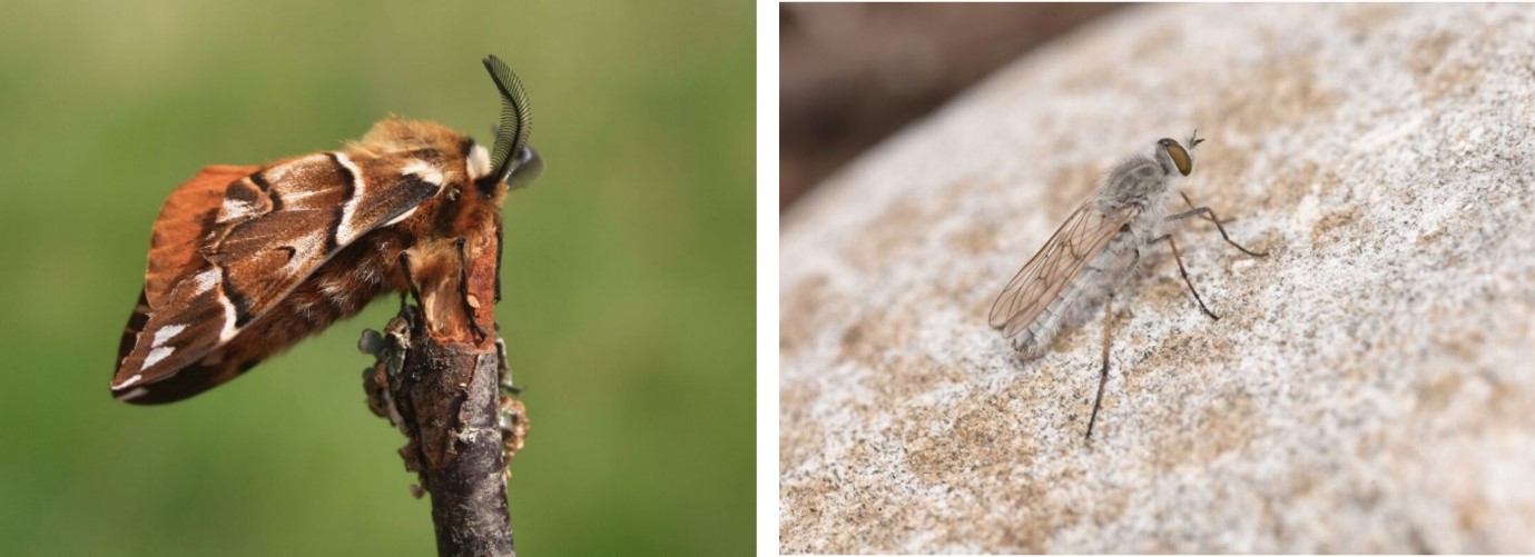 Rare Invertebrates in the Cairngorms - how volunteer observations and ...