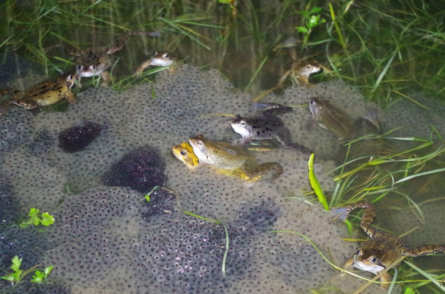 Data from Dust: Breathing New Life into Forgotten Records - National ...