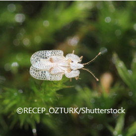 A vital find - the power of community science - National Biodiversity ...